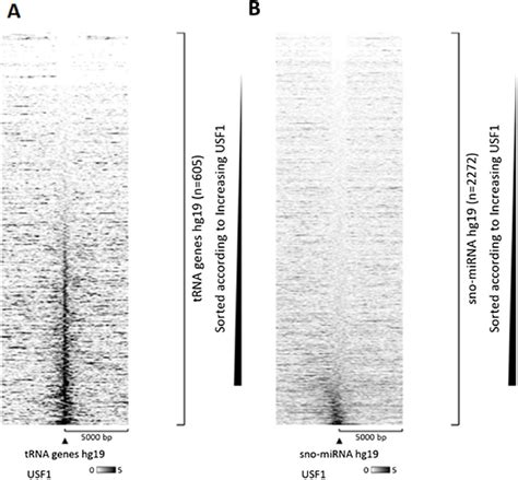 Usf1 Is Selectively Enriched At Trna Genes In K562 Cells Heatmaps