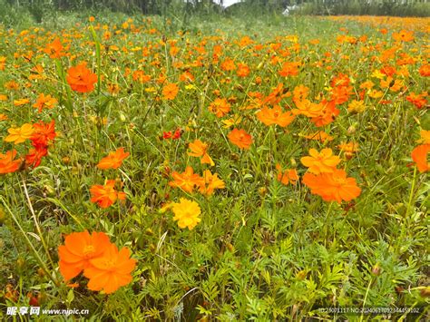 黄秋英摄影图花草生物世界摄影图库昵图网