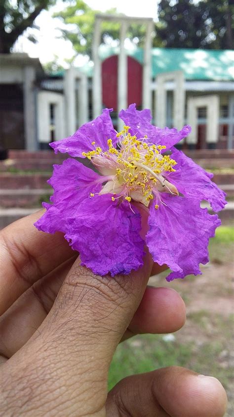 হিজল ফুল Lei Necklace Flowers Royal Icing Flowers Flower Florals