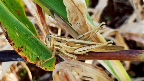 A Grasshopper PixaHive