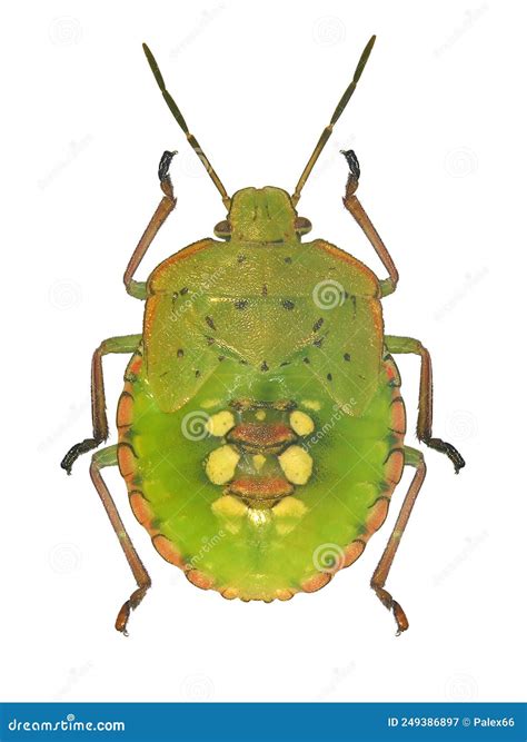 Southern Green Shieldbug Nezara Viridula Stock Image Image Of Pest