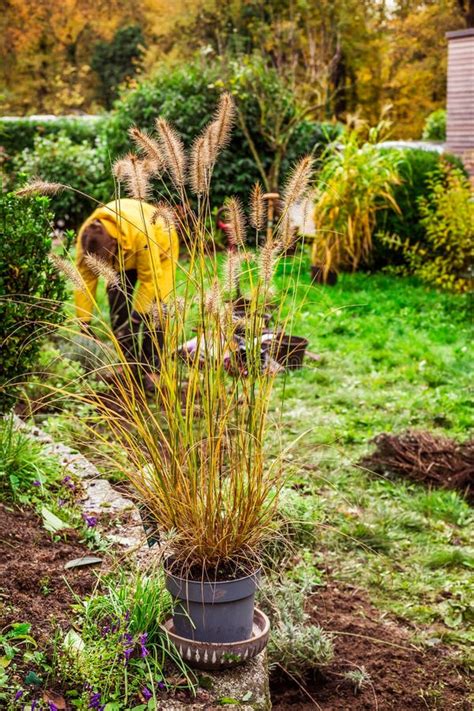 Ornamental Grass Care In Spring At Sandra Anker Blog