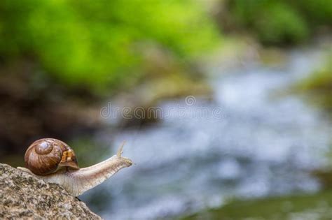 Caracol Na Pedra Ao Lado Do C Rrego Na Floresta Imagem De Stock