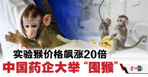 实验猴价格飙涨20倍 中国药企大举“囤猴” 财经 即时财经