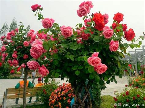 淮北月季市花文化和景观图集 月季网