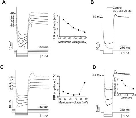 Two Types Of Postinhibitory Rebound Responses Pir In Adult Turtle