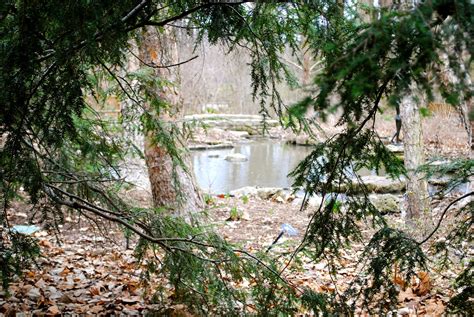 Trees Tree Water Free Photo On Pixabay Pixabay