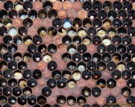 European Foulbrood Treatment And Management
