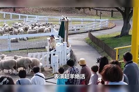 牧羊犬表演赶羊绝活，不料这头羊是个刺头，结局笑翻了