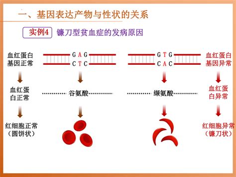 2 4 2 基因表达与性状的关系 课件 共36张ppt 2022 2023学年下学期高一生物人教版必修2 21世纪教育网 二一教育