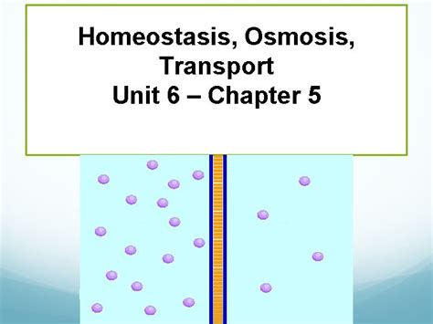 Homeostasis Osmosis Transport Unit Chapter Diffusion
