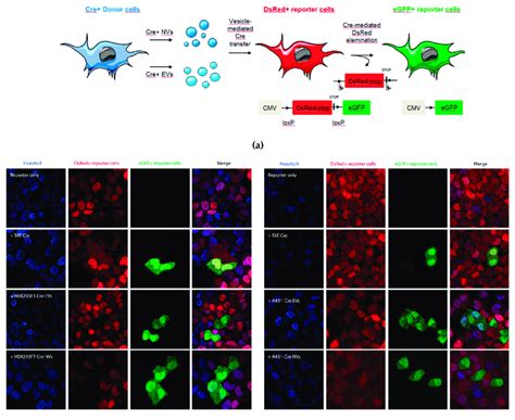 Cre Evs And Cre Nvs Transfer Of Cre Recombinase Mrna Or Protein To Download Scientific
