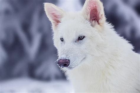 Dire Wolves Return Scientists Debate Biotech Company S Claims OutdoorHub