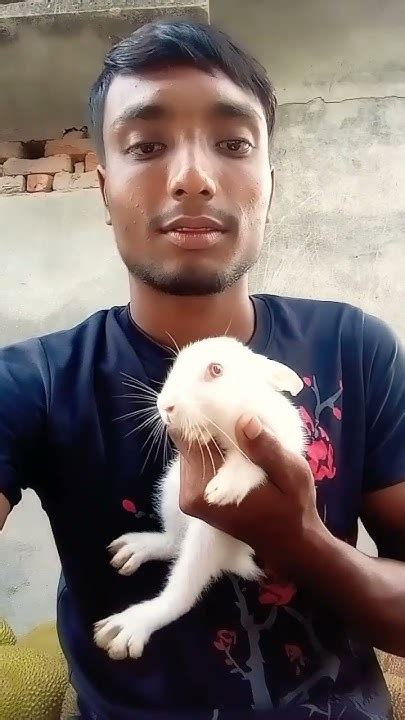 কত সুন্দর খরগোশের বাচ্চা Youtube