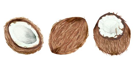 손으로 그린 수채화 코코넛 잘 익은 슬라이스 절반 음식 예술 흰색 배경에 고립 0명에 대한 스톡 벡터 아트 및 기타 이미지 0명 갈색 개체 그룹 Istock