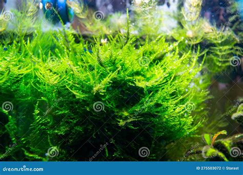 Algae In A Dirty Home Aquarium With Shrimps Alternanthera Reineckii