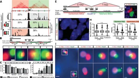 Direct Visualization Of Topologically Associating Domains Tads At The Download Scientific