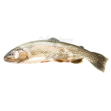 Форель калорийность полезные свойства польза и вред описание