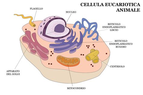 Le Cellule Origine Evoluzione E Struttura