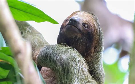Arenal Volcano Sloth Tour And Cultural Tour Getyourguide