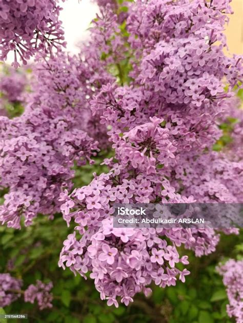 라일락 또는 일반적인 라일락 인 Syringa Vulgaris는 발칸 반도에 서식하는 올리브 가족 Oleaceae의 꽃 피는