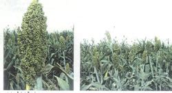 Types Of Crops Grown In Eritrea Eritrea Ministry Of Information