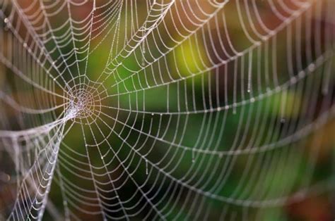 How To Keep Brown Recluse Spiders Away Beatpests