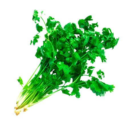 Cilantro Mx Grupo Alimenticio Vida