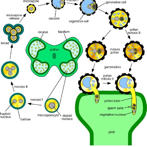 Pdf Male Gametophyte Development And Function