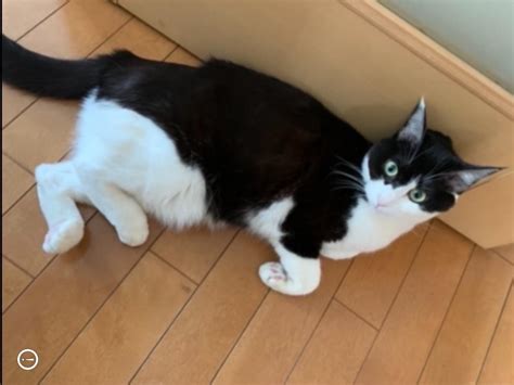 黒白のハチワレ猫を探しています。