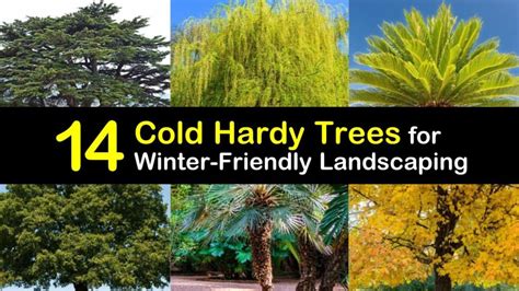 What Trees Grow In Cold Climates At Donald Pepper Blog