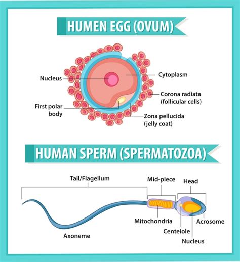 Free Vector Human Egg Or Ovum Structure And Human Sperm Or