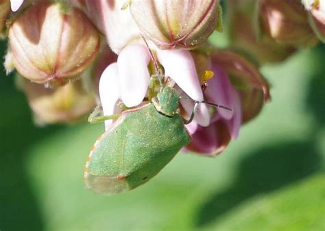 Bug Othe Week Two Stink Bugs Riveredge Nature Center