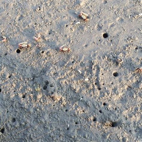 Jana Bubu биография рост вес размер груди