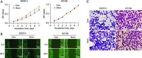 The Effects Of Sevoflurane On Proliferation Migration And Invasion Of