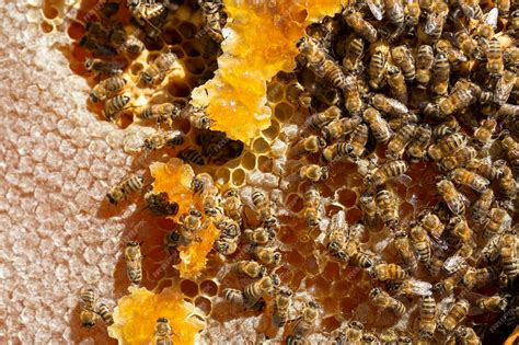 Premium Photo Beekeeping Freshly Hatched Honeycombs With Bees From