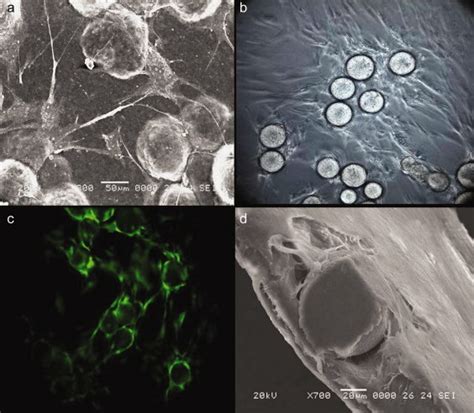sem of microspheres impregnated collagen scaffold b and c shows the