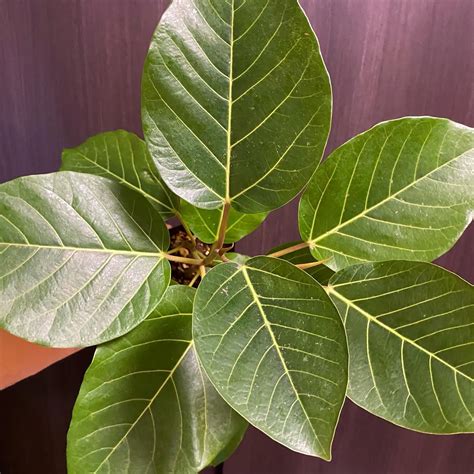 Ficus Auriculata Indoor Cultivation Detailed Growth Guide Houseplant