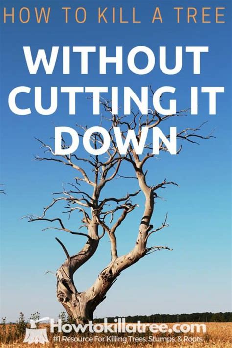 How To Kill A Tree Without Cutting It Down 3 Best Ways Backyardables