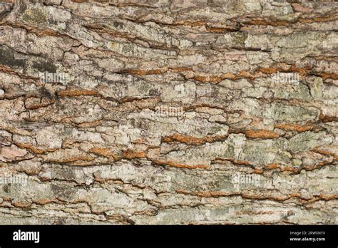 Realistic Tree Bark Background Texture Seamless Texture From Tree