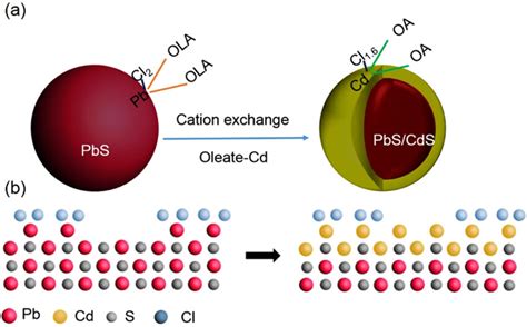 A Scheme Of Surface Chemical Compositions In Pbs Qds And Coreshell