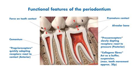 Occlusion And The Potential Effects Of Occlusal Interferences On