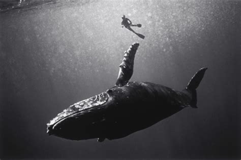 Mysterious Underwater World 10 Photos