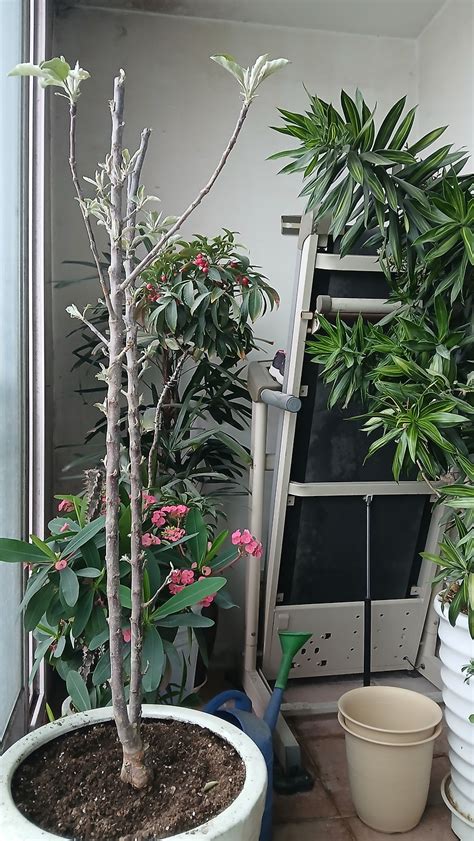 사과나무를 심다