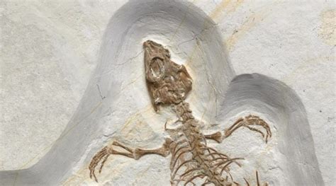 Reptile Fossils