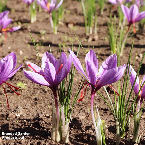 Saffron Crocus Bulbs Flowering Bulbs Dobies