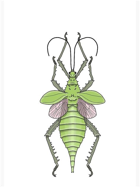 Female Pink Green Stick Insect Heteropteryx Dilatata Poster For