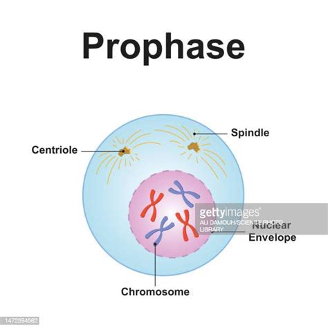 38 Chromosome Infographic High Res Illustrations Getty Images