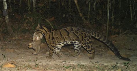 Camera Trap Captures First Ever Photo Of Clouded Leopard Hunting A Slow