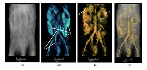 In Vivo 3d Optoacoustic Image Of A Nude Mouse Dorsal View A Image